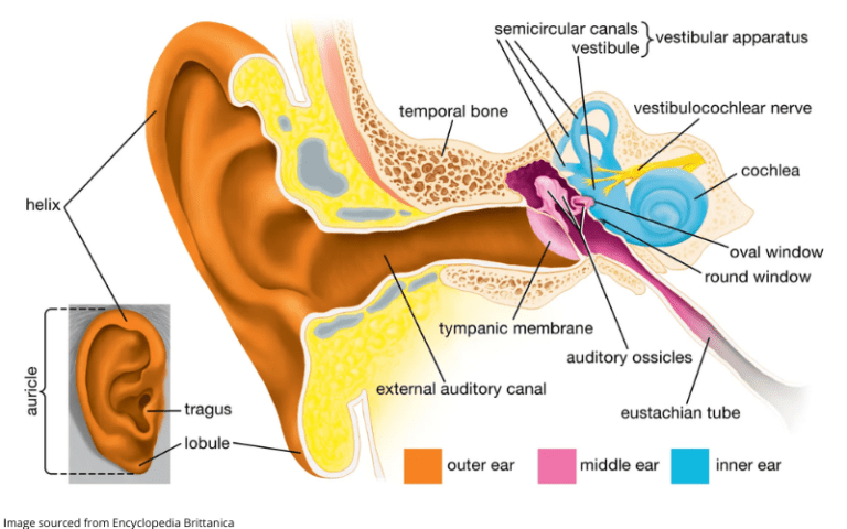 The Most Common Diseases Of The Ear